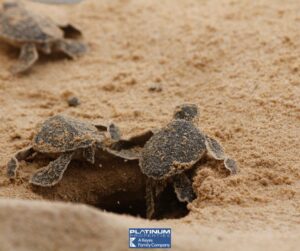 4 Tips For Turtle Walks | Ellen DiMarco - Palm Beach Realtor